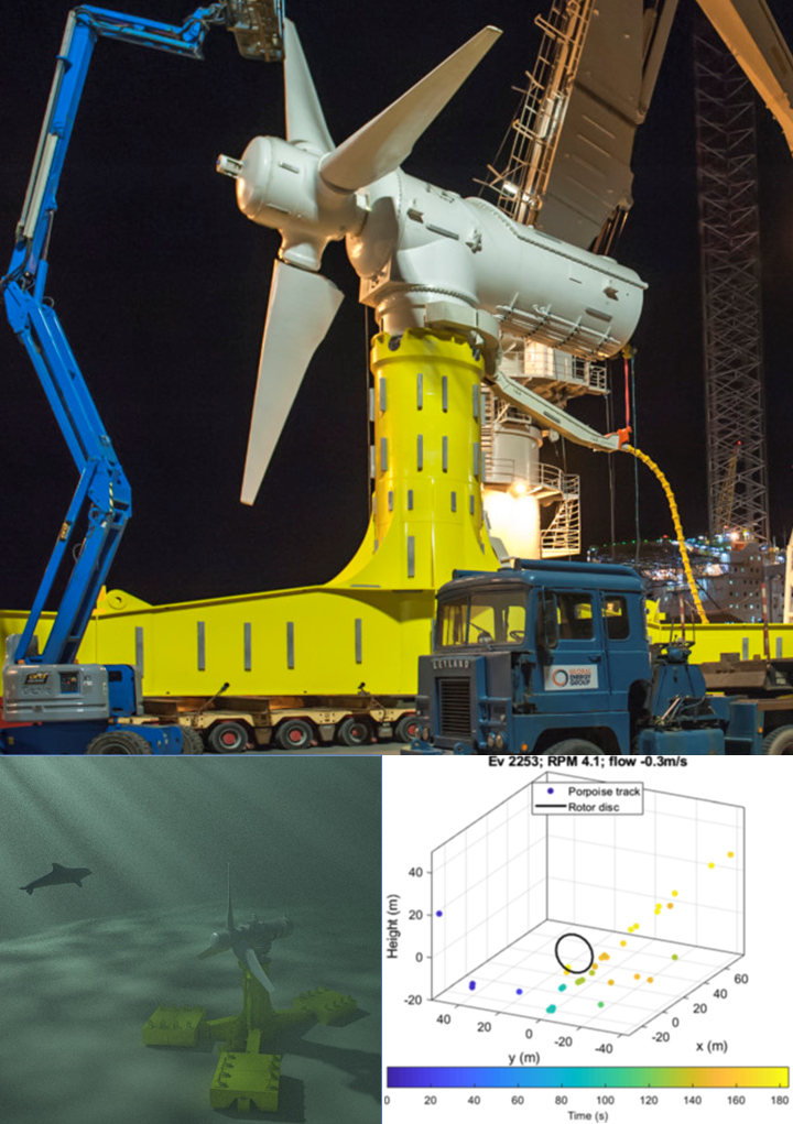 Interactions Between Tidal Energy and Marine Wildlife – STACEES